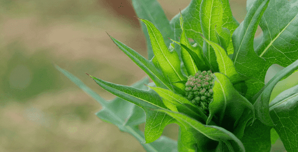 Wild Lettuce – Divoký salát pro relaxaci a klid - Kratom World